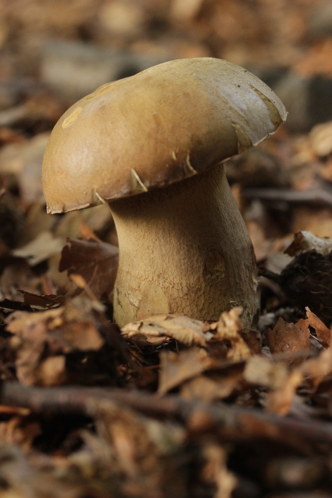 Summer bolete (Boletus reticulatus) Flower, Leaf, Care, Uses - PictureThis