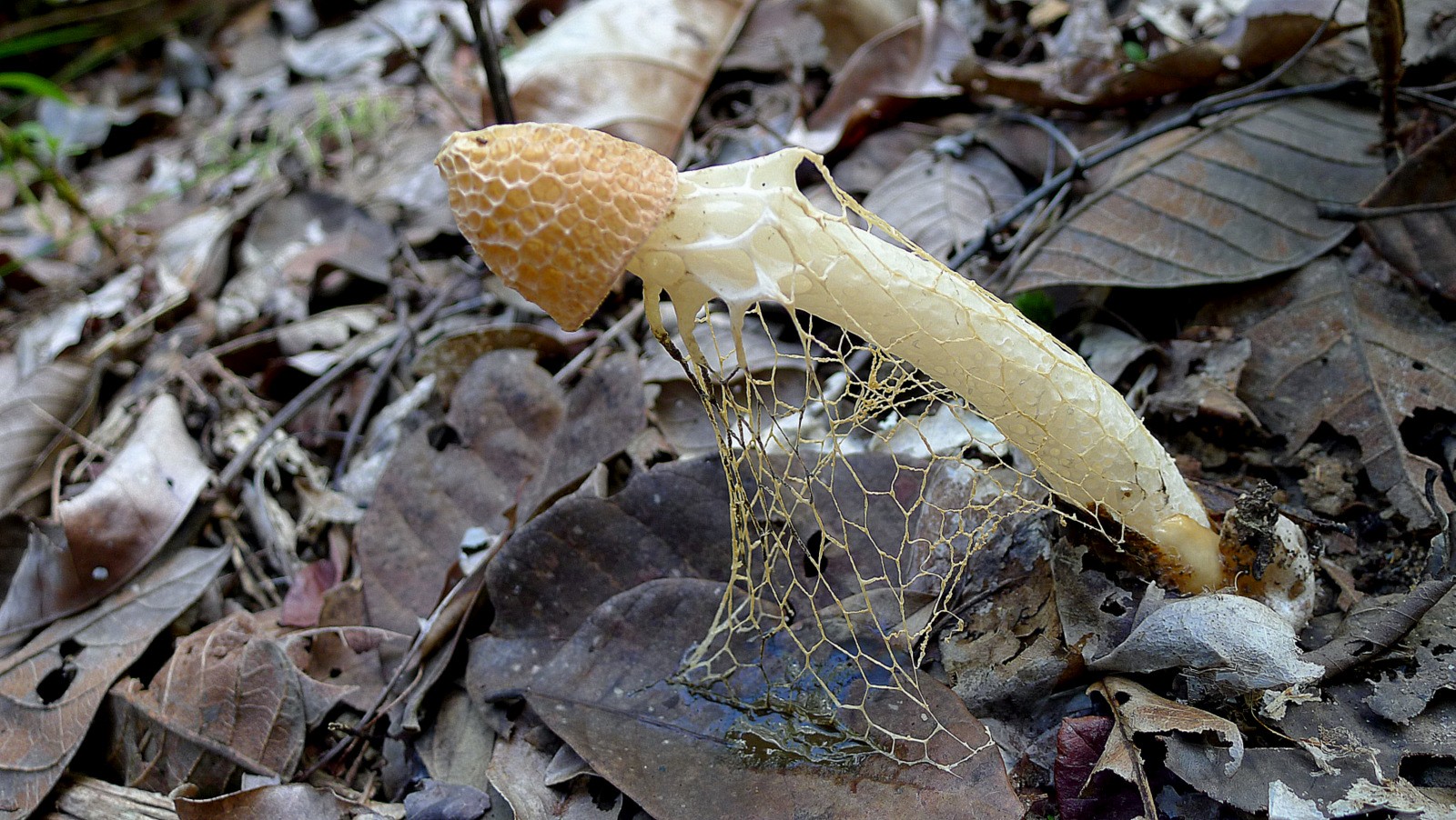 망태말뚝버섯 (Phallus indusiatus) - PictureThis