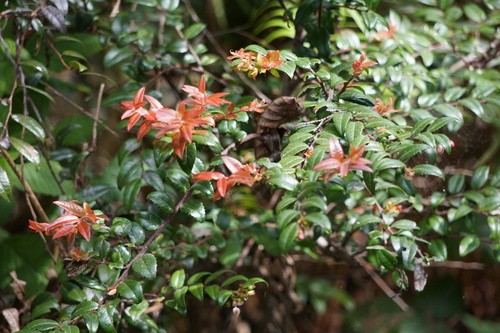 How to Plant and Grow Evergreen huckleberry(Vaccinium ovatum)