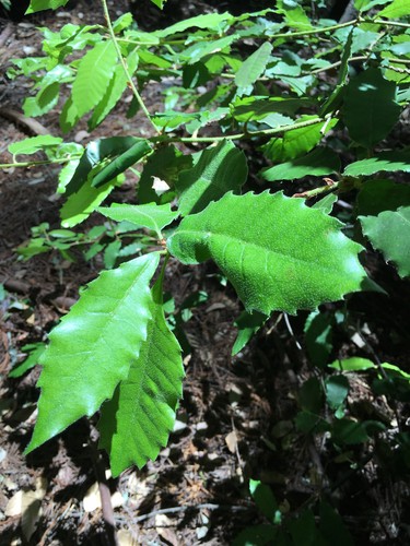 Tanoak (Notholithocarpus densiflorus) - PictureThis