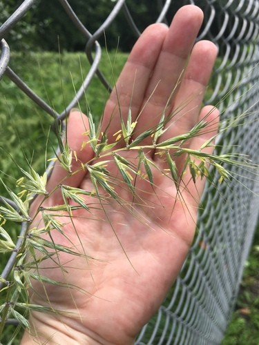 Elymus hystrix - PictureThis