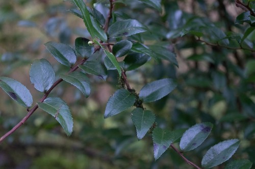 How to Plant and Grow Evergreen huckleberry(Vaccinium ovatum)