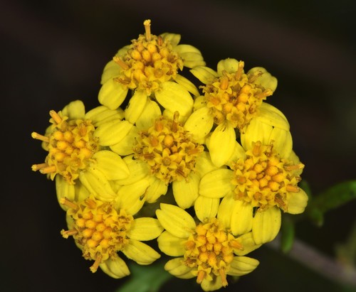 Lizard tail Care (Watering, Fertilize, Pruning, Propagation) - PictureThis