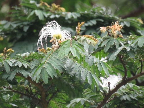 Calliandra pittieri - PictureThis