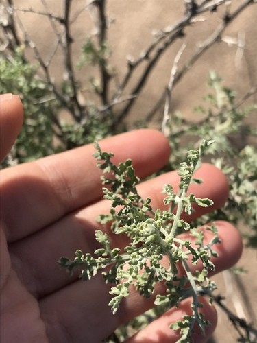 White bursage (Ambrosia dumosa) Flower, Leaf, Care, Uses - PictureThis