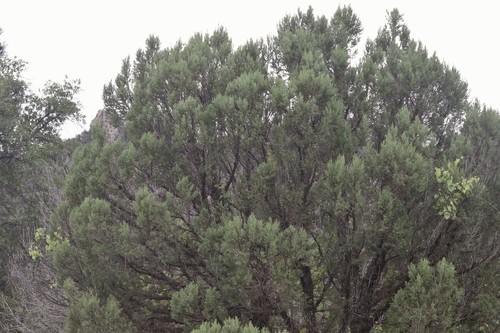 Sabino (Juniperus deppeana) - PictureThis