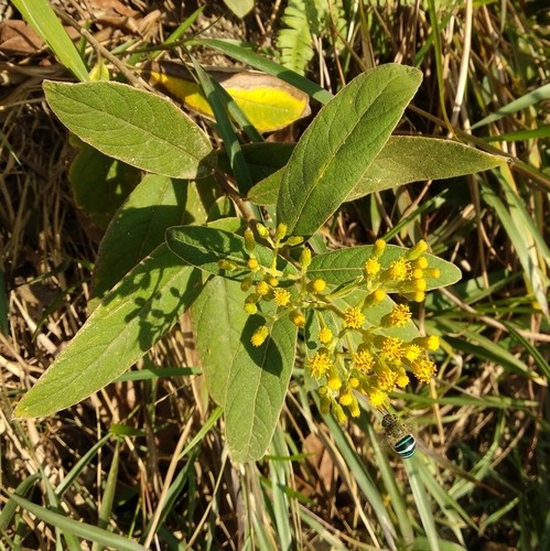 Fragrant Inula (Duhaldea cappa) Flower, Leaf, Care, Uses - PictureThis