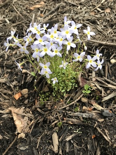 How to Plant and Grow Azure bluet(Houstonia caerulea)
