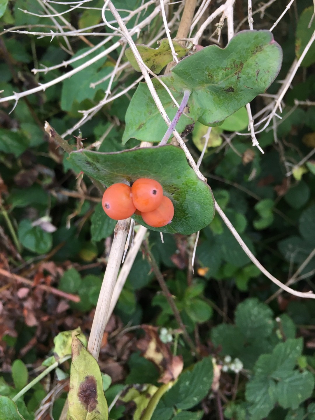 Caprifoglio Mediterraneo (Lonicera implexa) - PictureThis