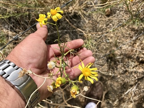 Threadleaf ragwort (Senecio flaccidus) Flower, Leaf, Care, Uses ...