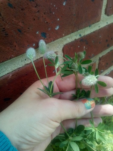 Trevo-branco (Trifolium arvense) - PictureThis