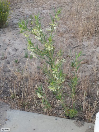 Tennis ball bush Care (Watering, Fertilize, Pruning, Propagation ...