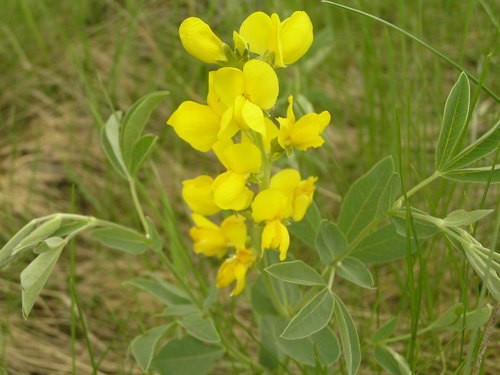 Prairie thermopsis (Thermopsis rhombifolia) Flower, Leaf, Care, Uses ...