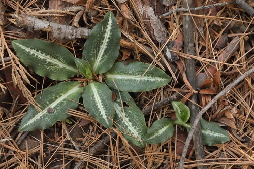 Goodyera oblongifolia - PictureThis