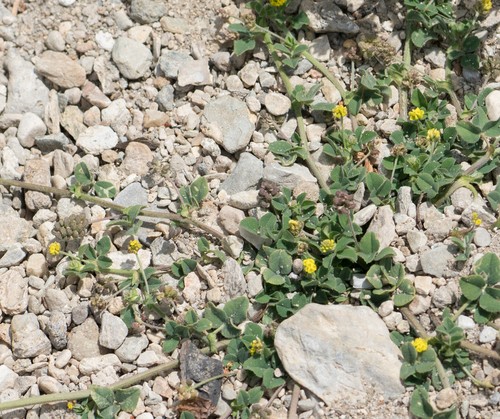 Black medick (Medicago lupulina) Flower, Leaf, Care, Uses - PictureThis