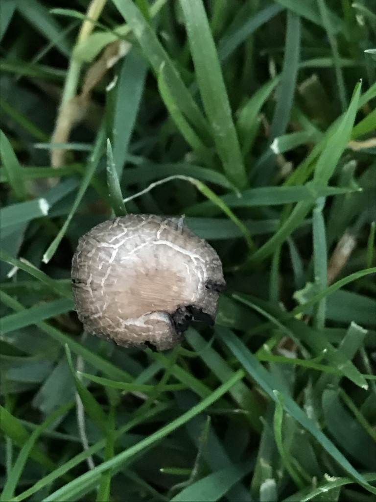 Panaeolus Care (Watering, Fertilize, Pruning, Propagation) - PictureThis