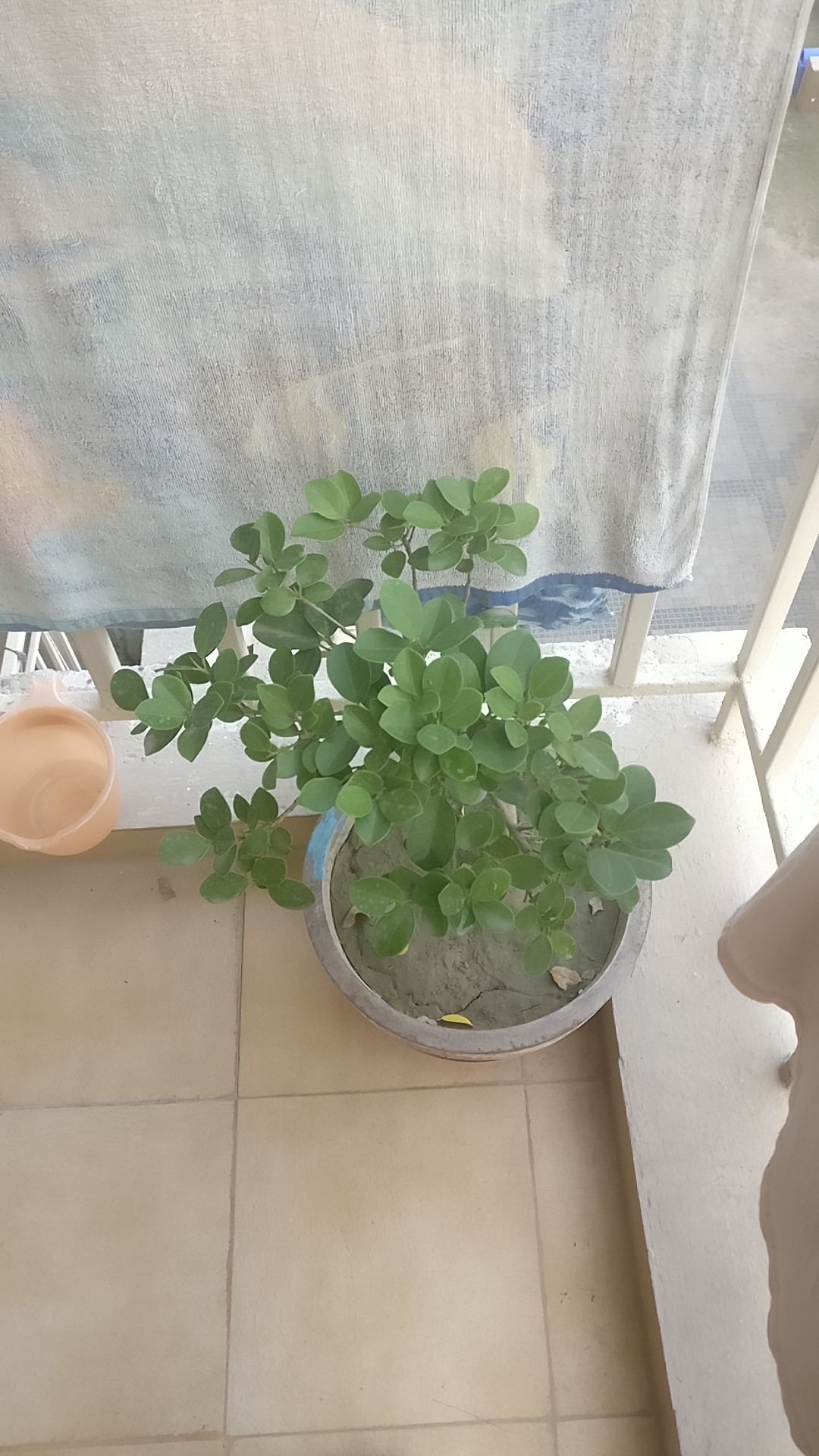 Guaiaco (Guaiacum officinale) - PictureThis