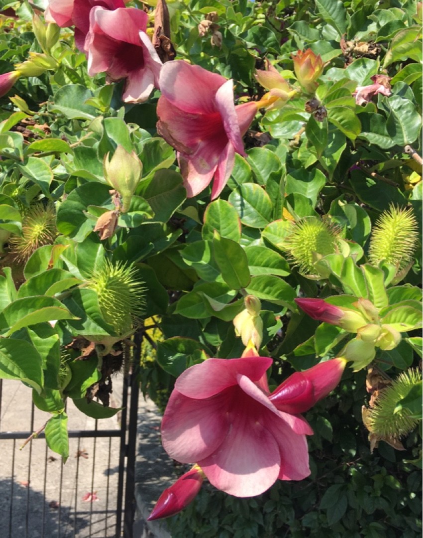 Allamanda (Allamanda) - Picturethis