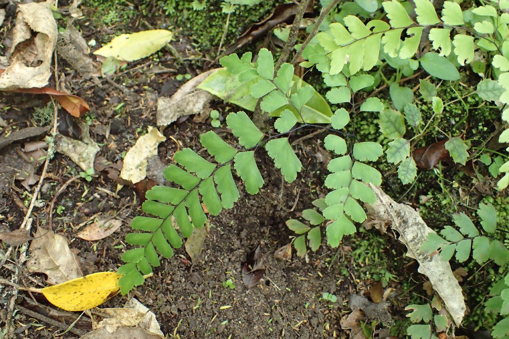 Adiantum cunninghamii - PictureThis