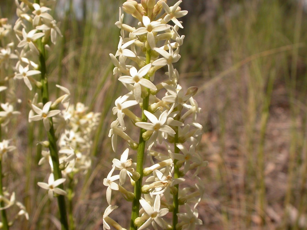 Stackhousia monogyna - PictureThis