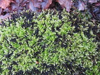 Brachythecium rutabulum - PictureThis