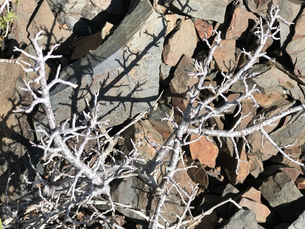 Wax Currant (Ribes cereum) Flower, Leaf, Care, Uses - PictureThis