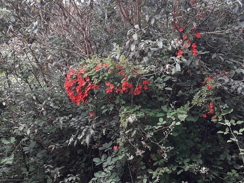Flame flower (Tropaeolum speciosum) Flower, Leaf, Care, Uses - PictureThis