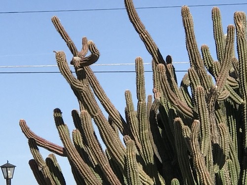 Pitayo dulce (Stenocereus thurberi) - PictureThis