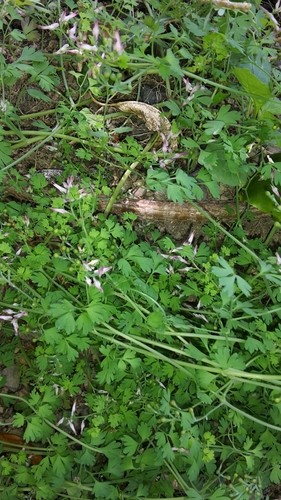 Common ramping-fumitory (Fumaria muralis) Flower, Leaf, Care, Uses ...
