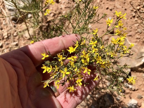 Broom snakeweed (Gutierrezia sarothrae) Flower, Leaf, Care, Uses ...