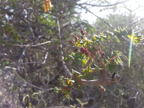 Comocladia dodonaea - PictureThis