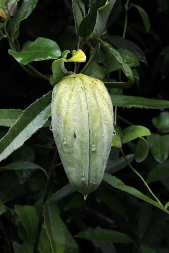 Moth plant (Araujia sericifera) Flower, Leaf, Care, Uses - PictureThis