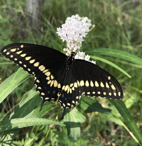 How to Pollinate Clasping Venus's looking glass? (Pollinators, Time ...