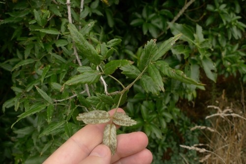 Rubus schmidelioides - PictureThis