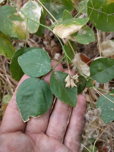 Guisante de bosque (Rupertia physodes) - PictureThis