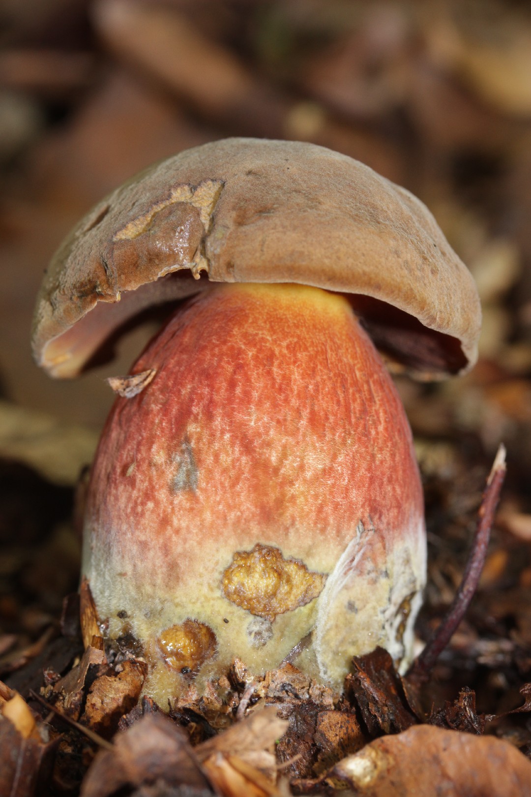Дубовик крапчатый (Neoboletus luridiformis) - PictureThis