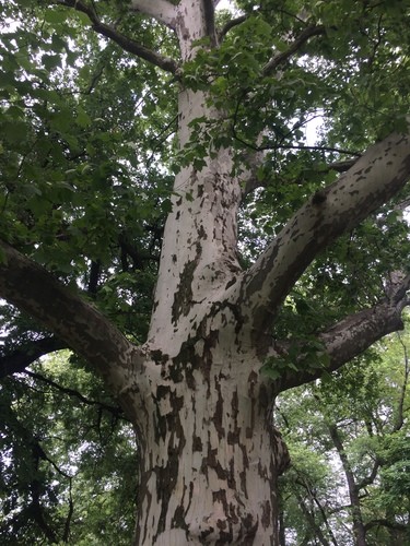 Plane trees Care (Watering, Fertilize, Pruning, Propagation) - PictureThis
