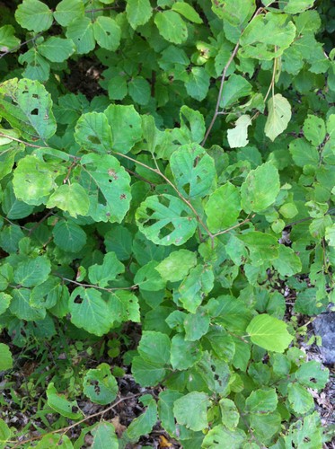 Witch hazel (Hamamelis virginiana) Flower, Leaf, Care, Uses - PictureThis