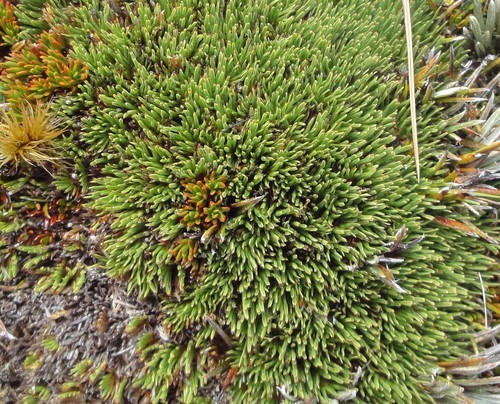 Oreobolus Care (Watering, Fertilize, Pruning, Propagation) - PictureThis