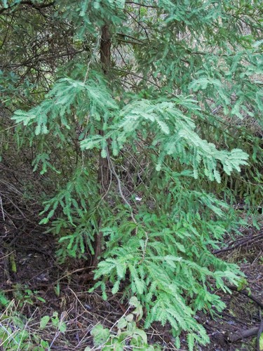 Sekwoja wieczniezielona (Sequoia sempervirens) - PictureThis