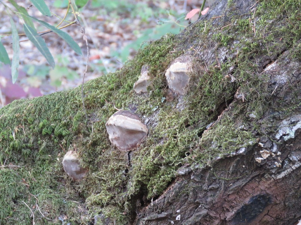 Hymenochaetales Flower, Leaf, Care, Uses - PictureThis