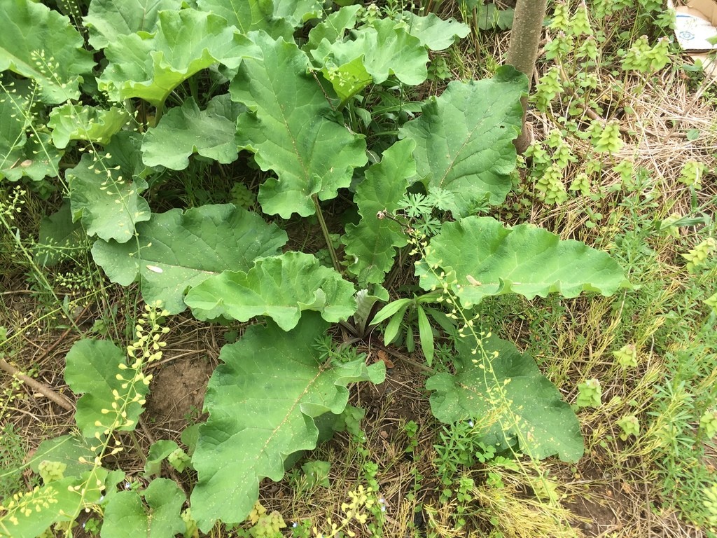 Petite bardane (Arctium minus) - PictureThis