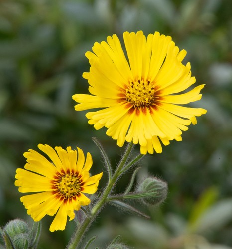 How to Plant and Grow Spring madia(Madia elegans)