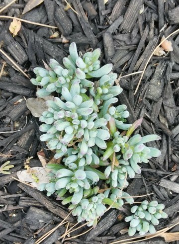 Red stonecrop Care (Watering, Fertilize, Pruning, Propagation ...