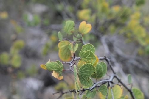 Senegalia Flower, Leaf, Care, Uses - PictureThis
