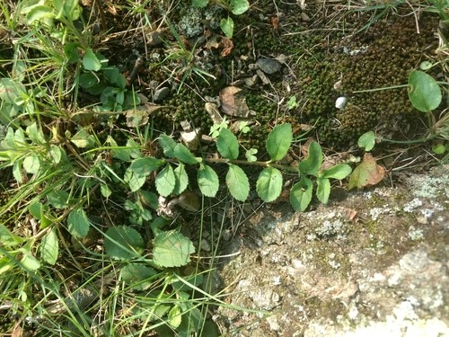 Hierba de la triaca (Veronica officinalis) - PictureThis