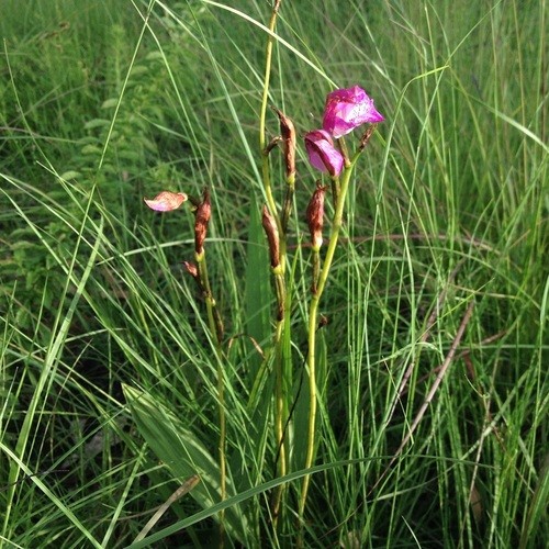 Bletia Flower, Leaf, Care, Uses - PictureThis