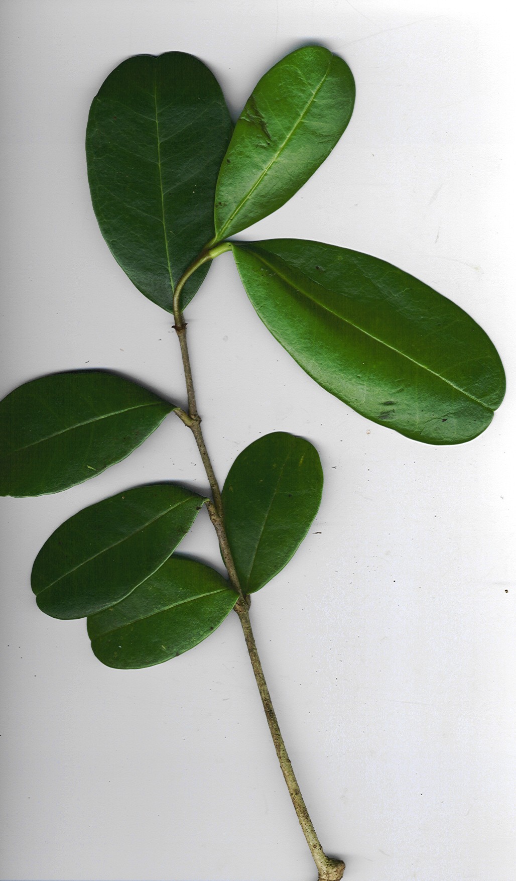 Noronhia emarginata - PictureThis