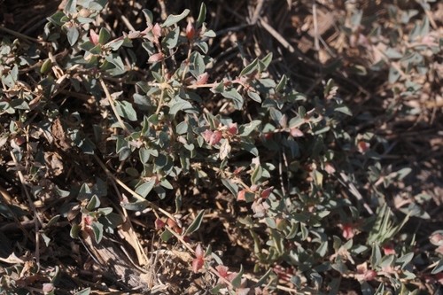 Australian saltbush (Atriplex semibaccata) Flower, Leaf, Care, Uses ...
