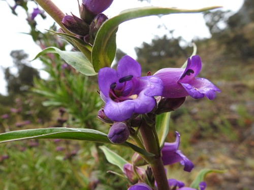 Penstemon gentianoides - PictureThis